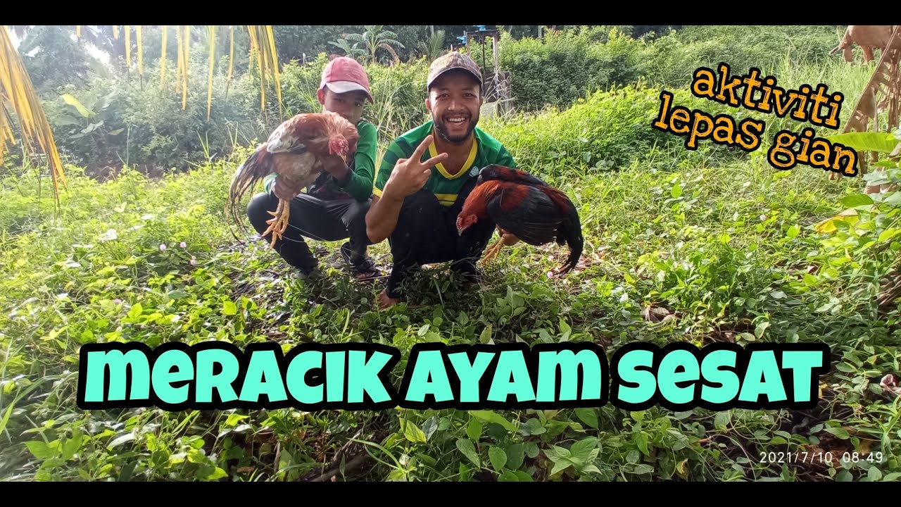 #EP243 Tahan Racik Ayam Sesat - misi meracik ayam - YouTube