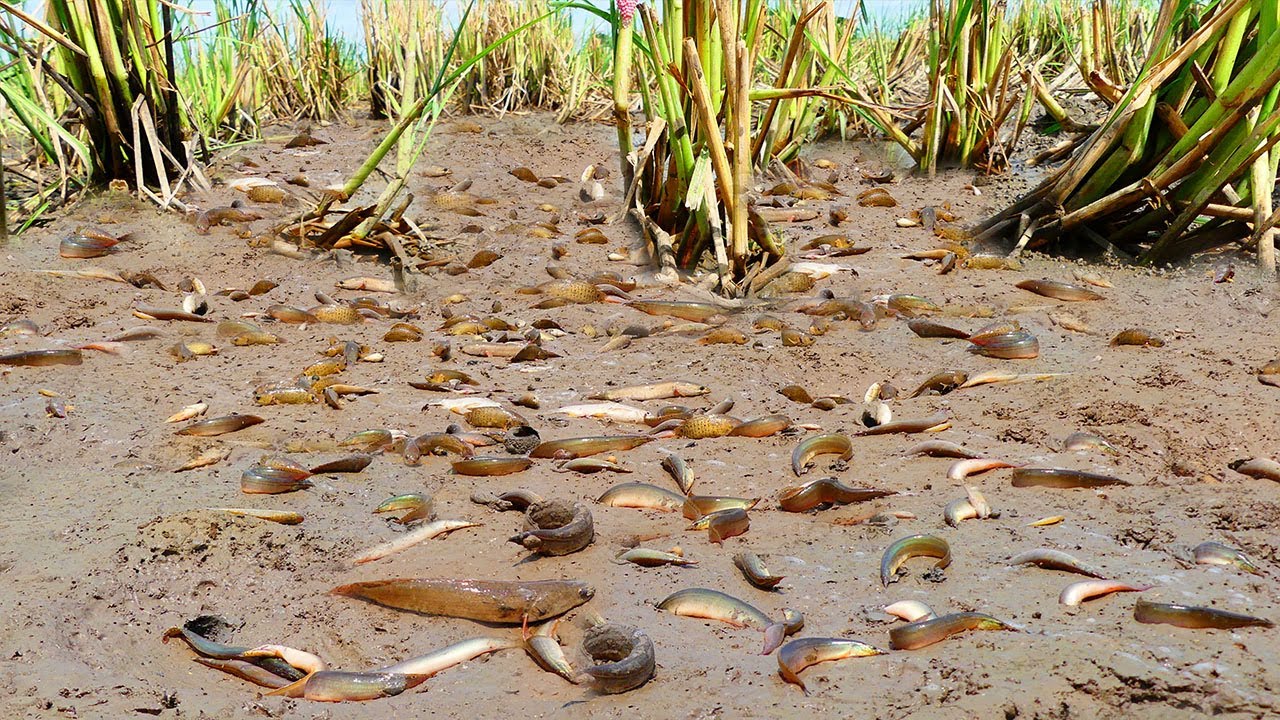 Amazing season fishing video! Excellent found and catch fishes after ...