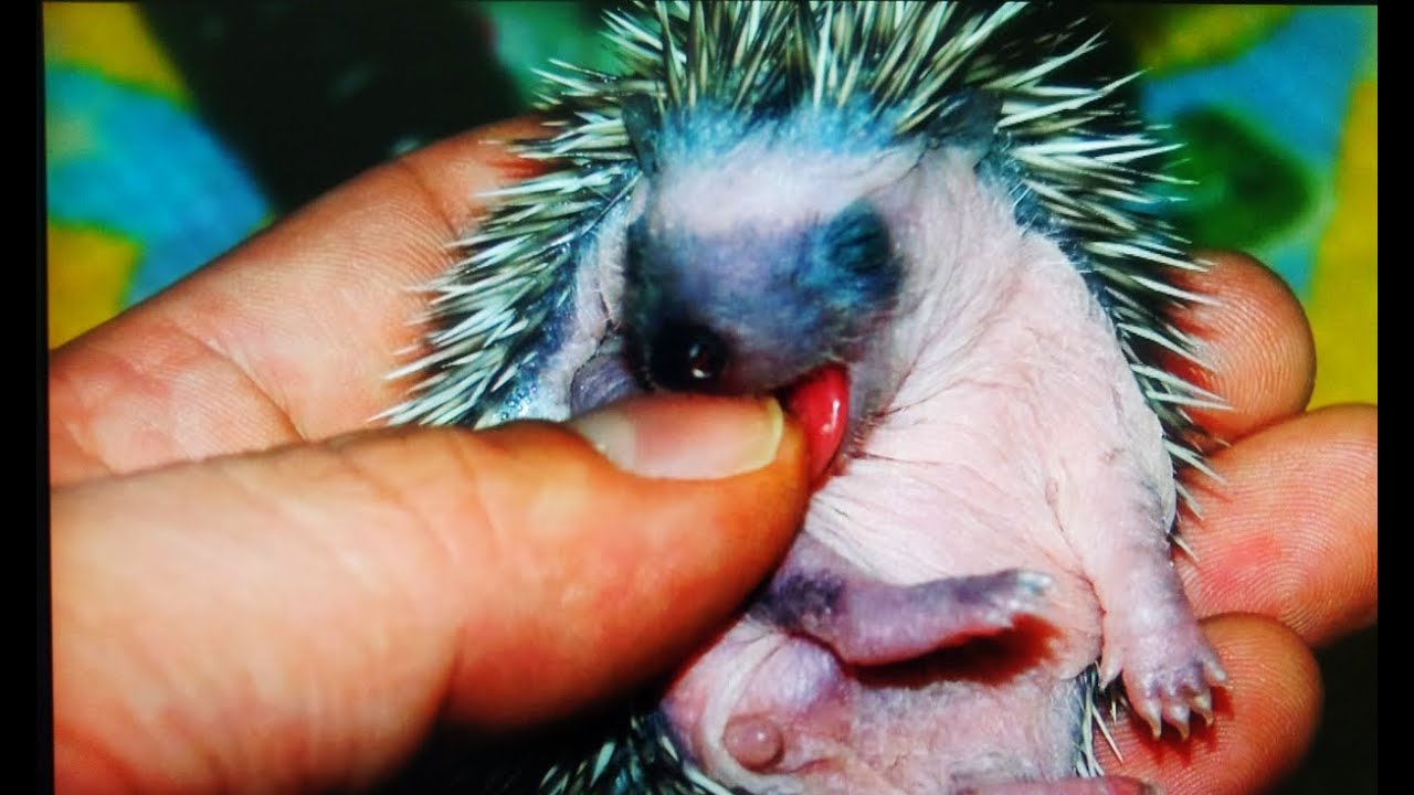 [고슴도치]10탄.고슴도치 울음소리Baby Hedgehog self-Anointing on my hand - YouTube