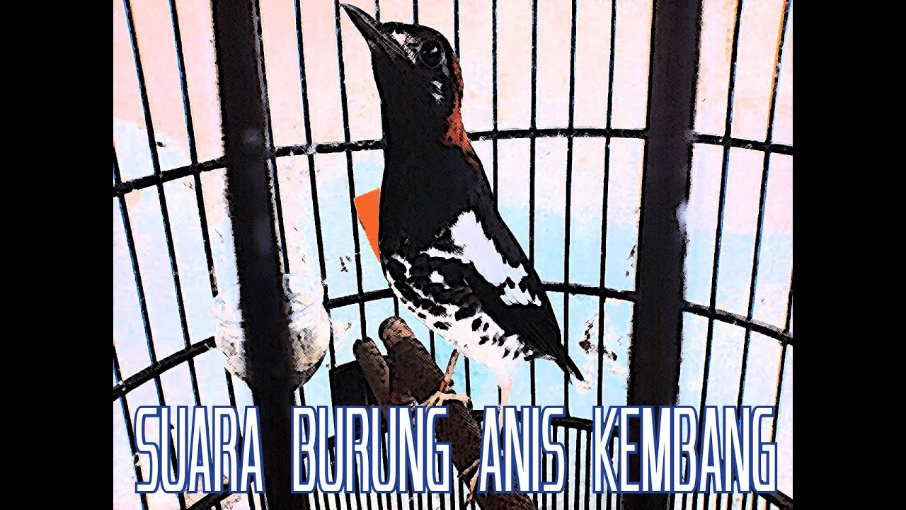 Suara Kicauan Burung Anis Kembang/ Punglor / Zoothera Interpres untuk ...