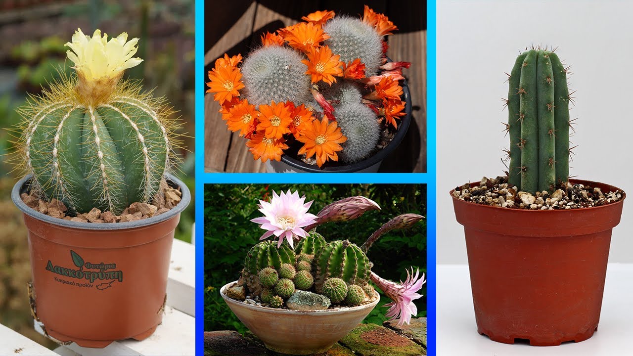 20 Tipos de Cactus más Buscados del Mundo 😍🌵! - YouTube