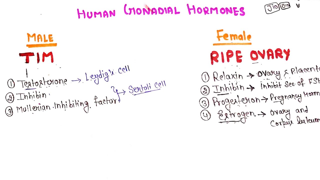 Human Reproductive System Gonads Hormone Trick Mnemonic Youtube