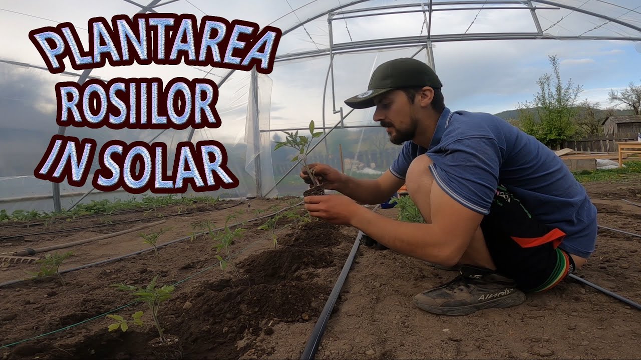 PLANTAM PRIMA PARTE DE ROSII IN SOLAR - YouTube
