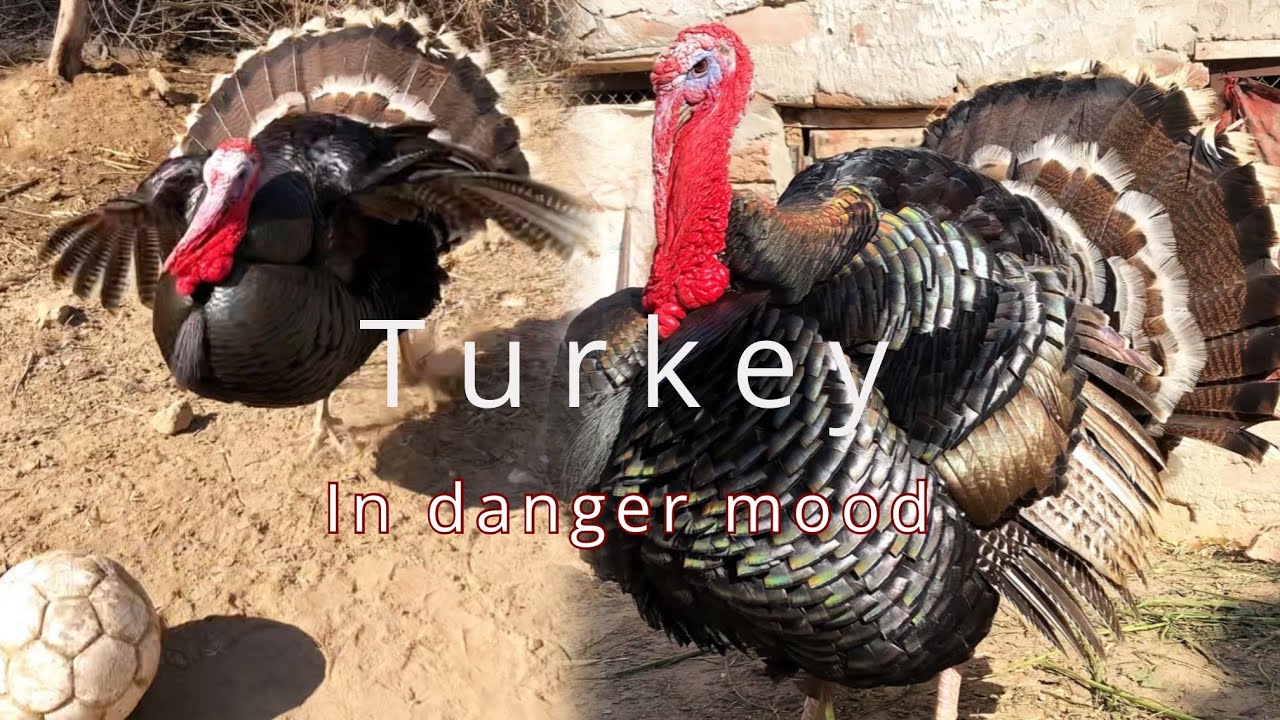 Turkey in danger mood | Turkish peacock | Angry Bird - YouTube
