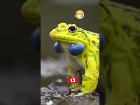 a frog sound# shorts 🐸