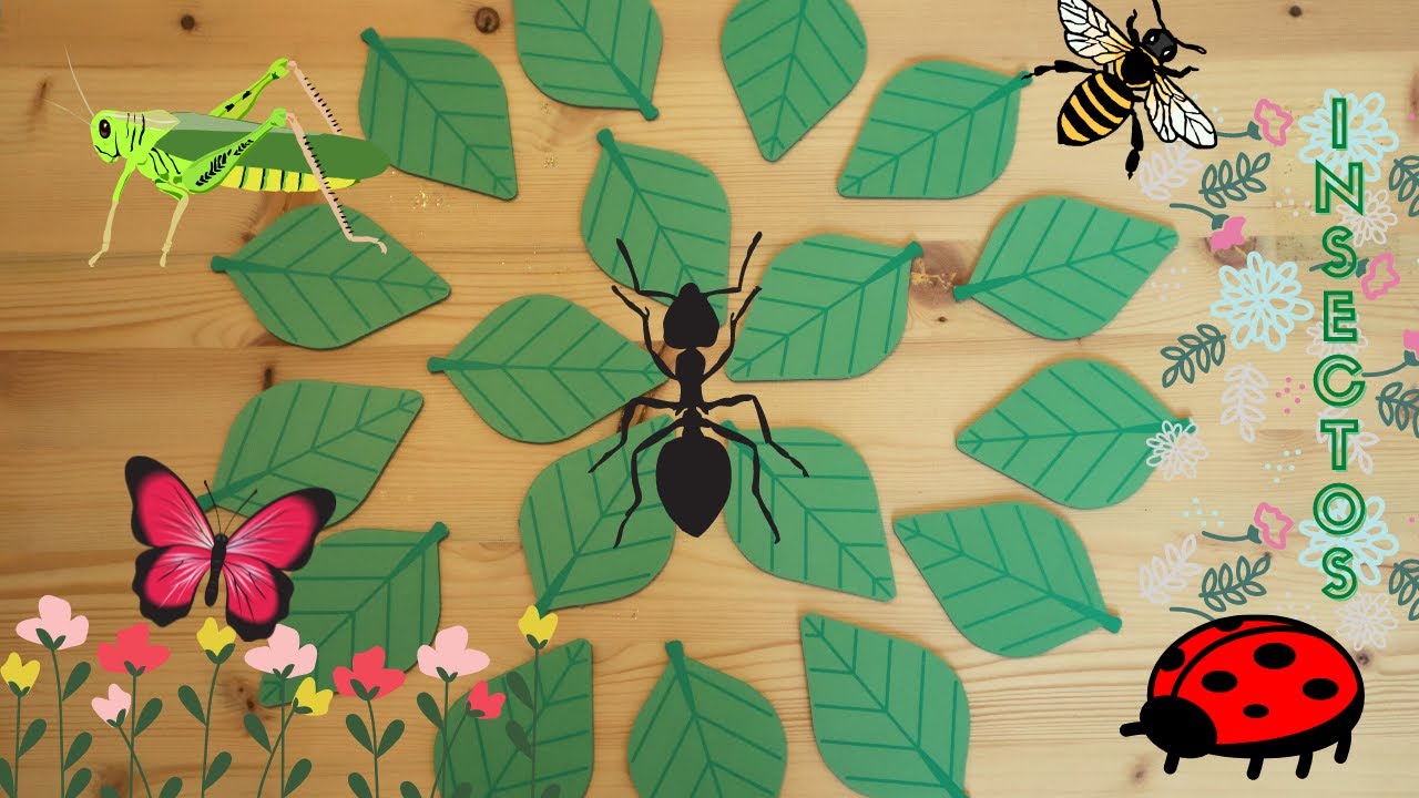 Nombre de los insectos y juego memory - Vídeo educativo - YouTube