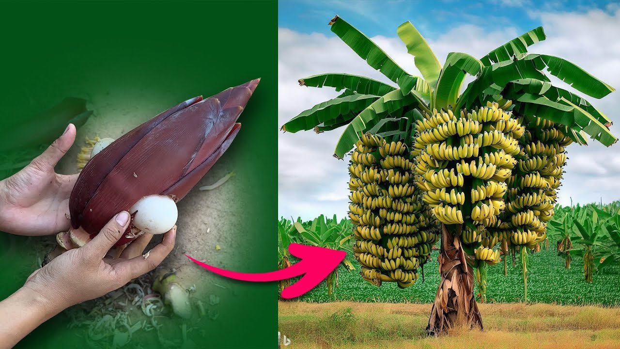 Great...!! Grafting Banana Flowers With Eggs i Geting Banana Tree Very ...