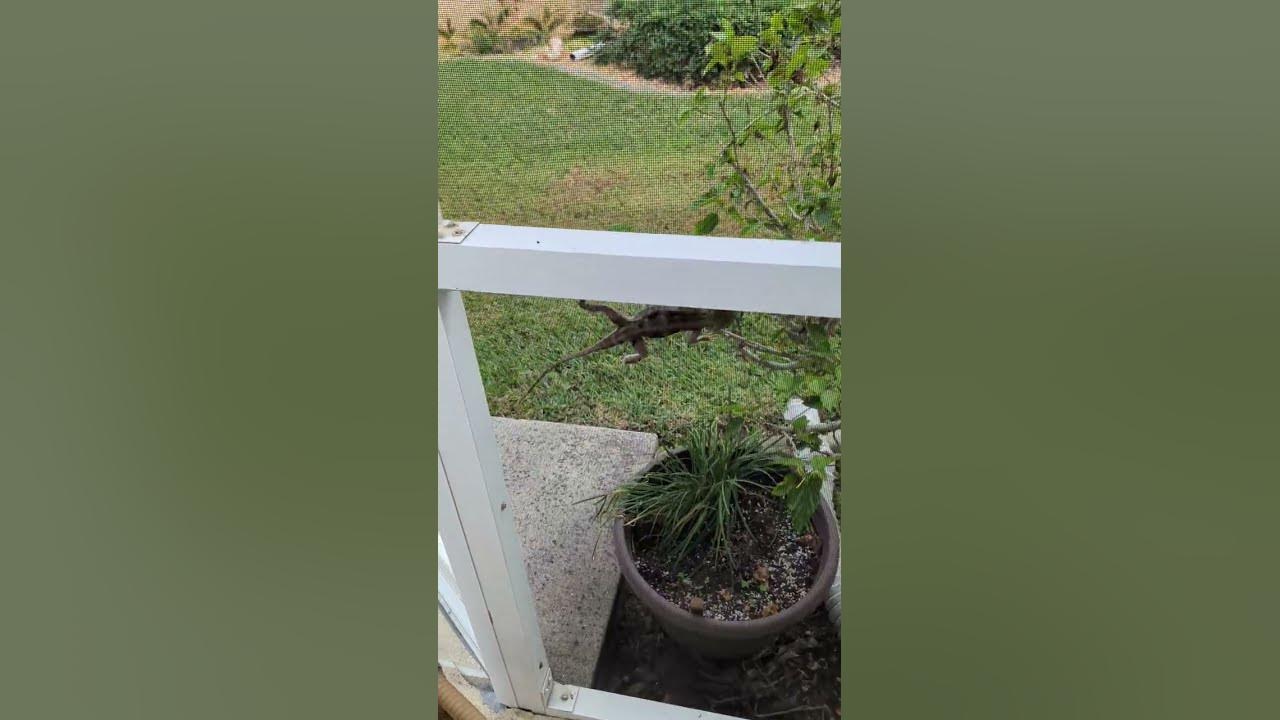 Gex 4: Exit the Pool House Gameplay - YouTube