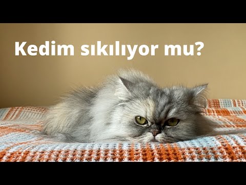 Kedimizin sıkıldığına dair 6 işaret ve çözümleri!