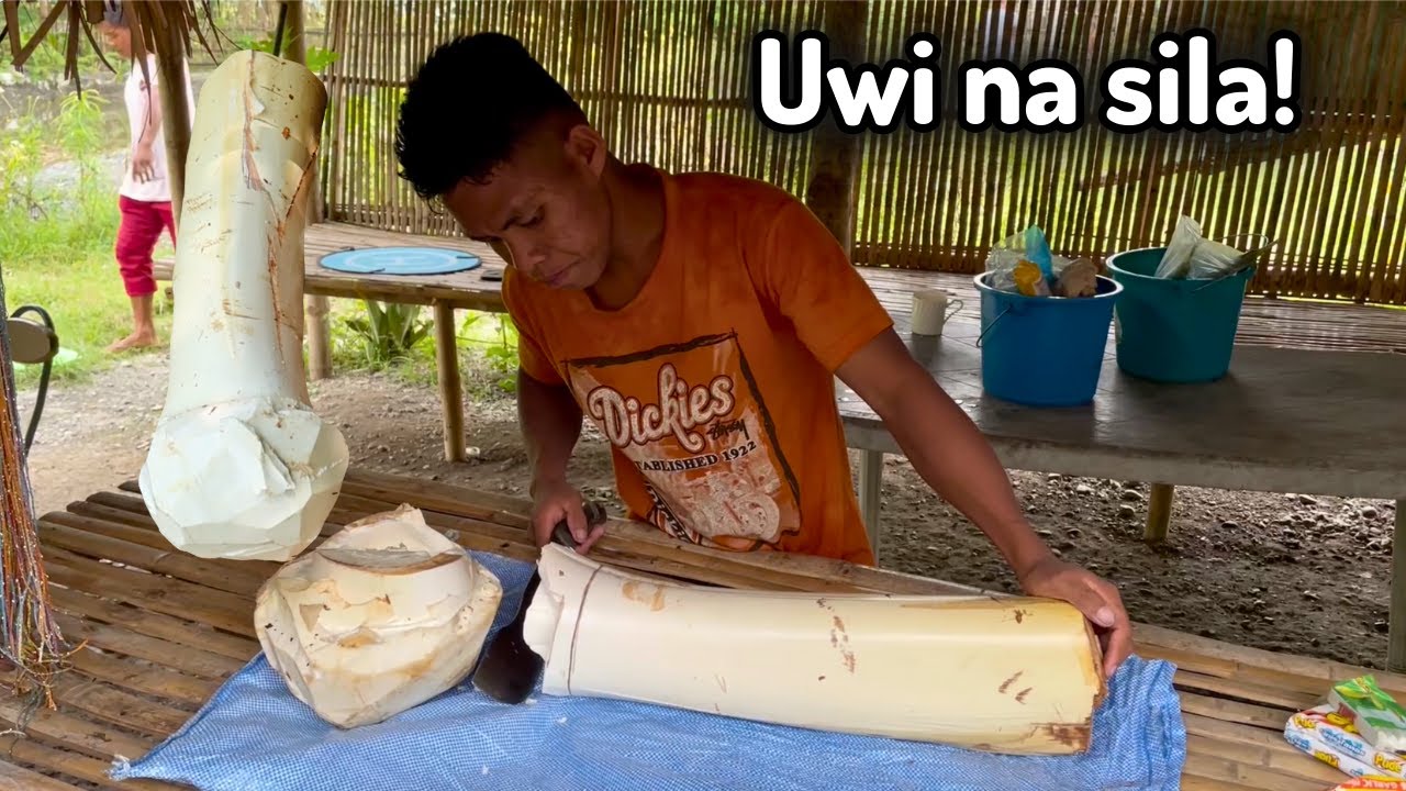 Buksan natin ang Ubod ng Buli at Tikman | BURI PALM - YouTube