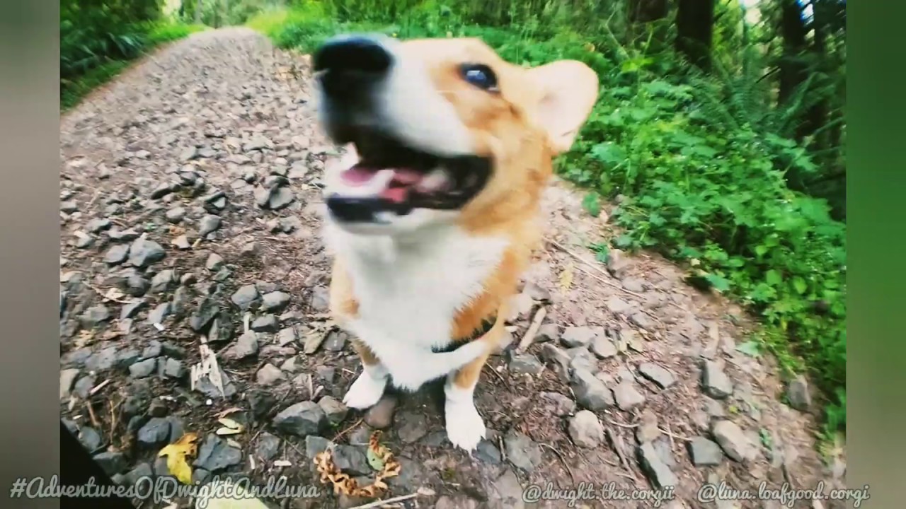 Corgi Adventure: Linnton Trail - YouTube
