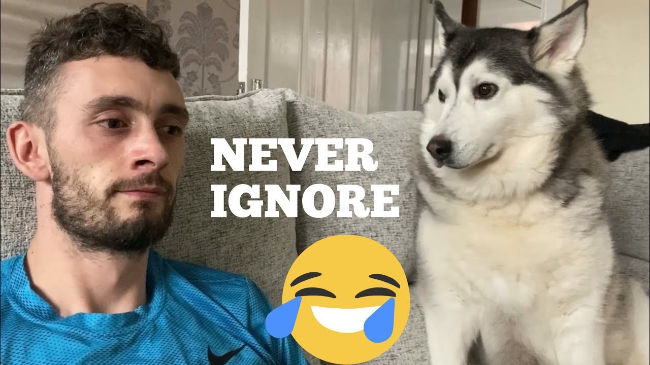 Husky Throws Tantrum And Gets Angry When Being Ignored!! [TRY NOT TO ...