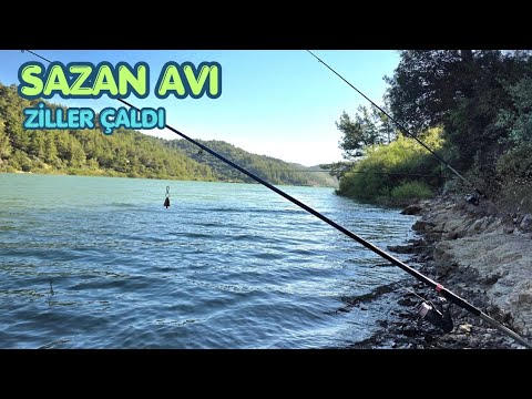 DOĞADA TEK BAŞIMA SAZAN AVI.Ziller Çaldı.#fishing #carpfishing #balık #fish