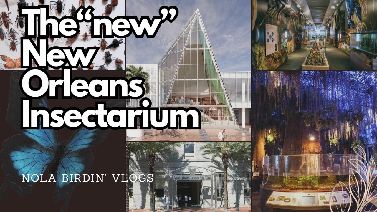 New Orleans Insectarium Vlog | City Nature,TV For Cats,Relaxing Video ...