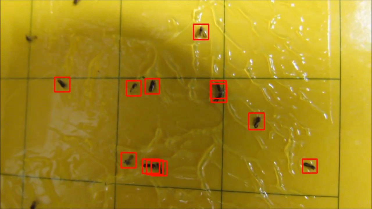 Automated asian citrus psyllid (ACP) detection with computer vision (3 ...