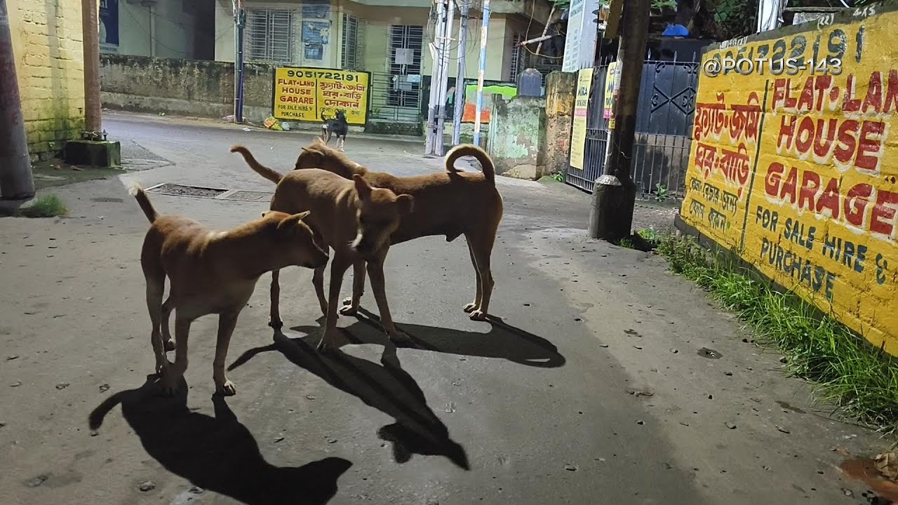 THE DOGS WERE GOOD. - YouTube