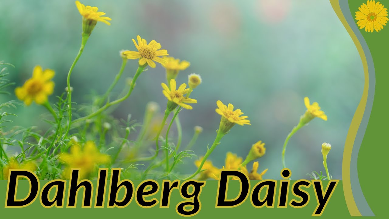 DAHLBERG DAISY Growing and Caring for Tips! (Thymophylla tenuiloba ...
