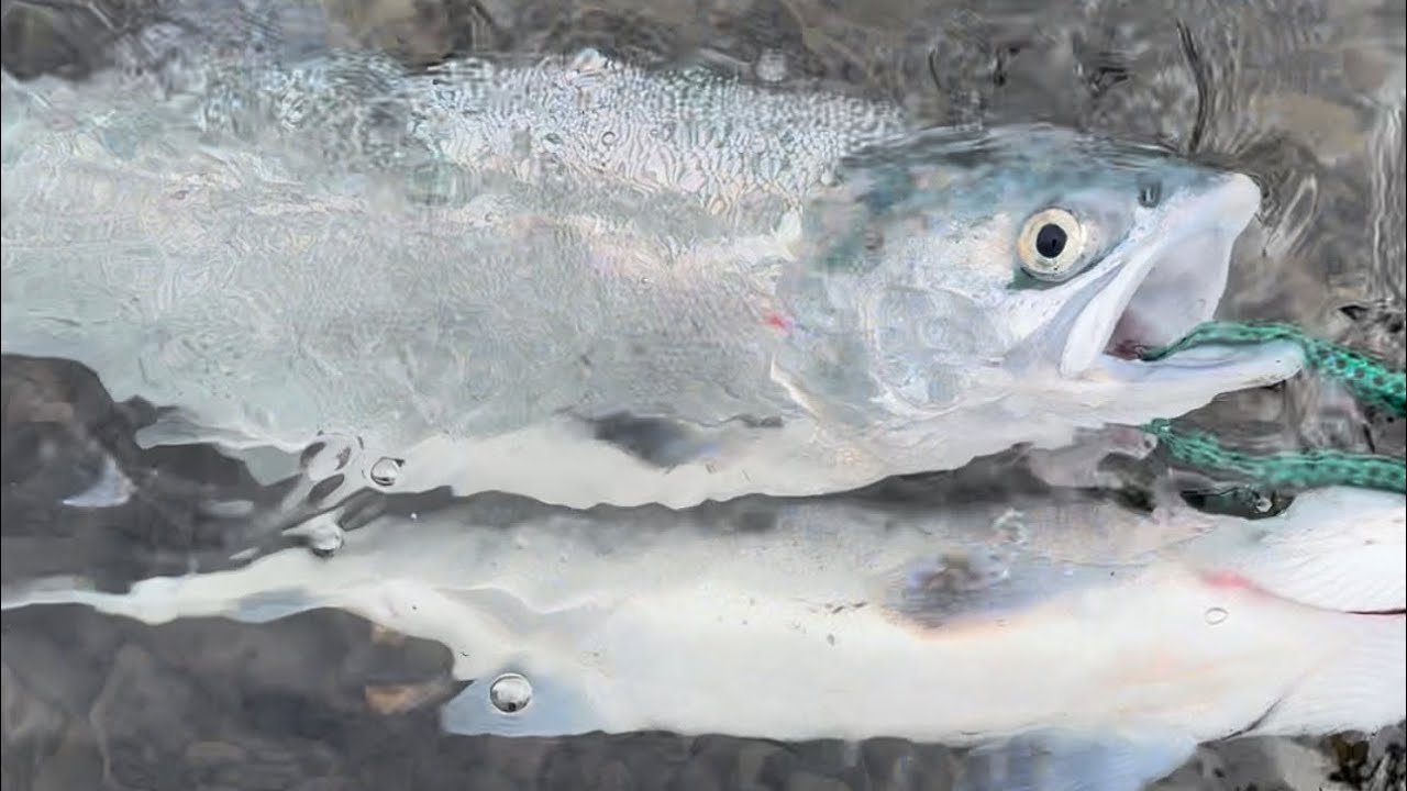 How I fillet sockeye (red) salmon in Alaska. Come fish in Alaska! - YouTube