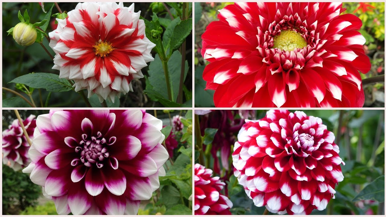 FLORES BICOLOR ROJO y BLANCO IMPRESIONANTES, POCAS VECES VISTAS - YouTube