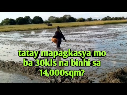 sabog tanim hybrid rice AZ7888(@marvingalanggatv - YouTube
