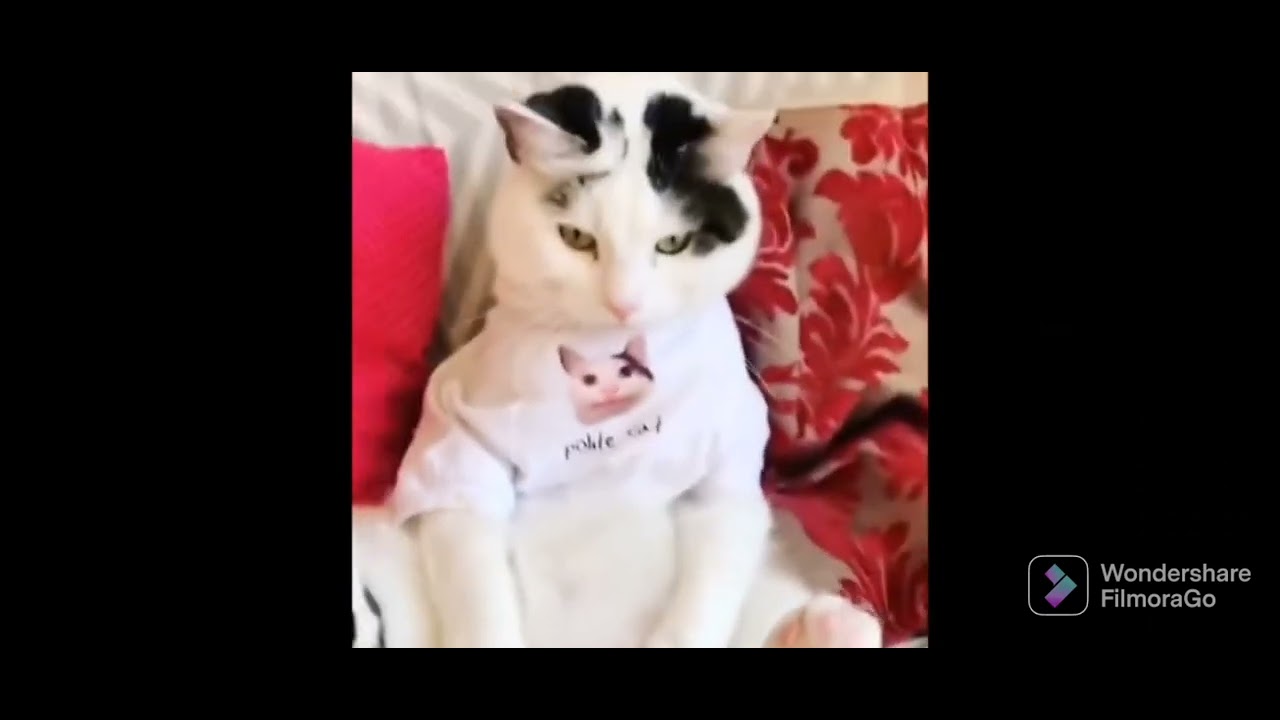 beluga cat original... Video...face real...💗 - YouTube