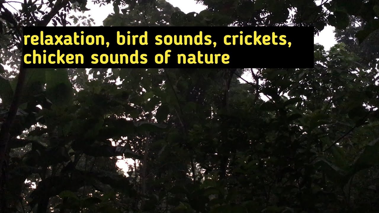 relaxation, sound of birds, crickets, chickens, very calming sounds of ...