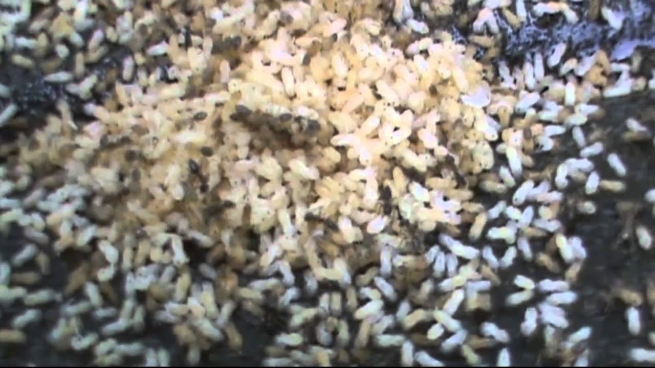 INSECT ENCOUNTERS EP 1 - YouTube