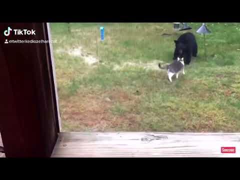 Ayı kovalayan manyak kedi!