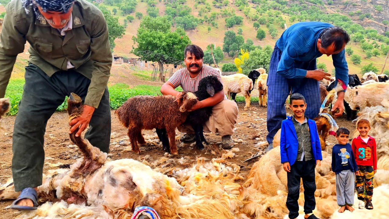 Nomadic lifestyle.Beating and picking sheep's wool in the old style ...