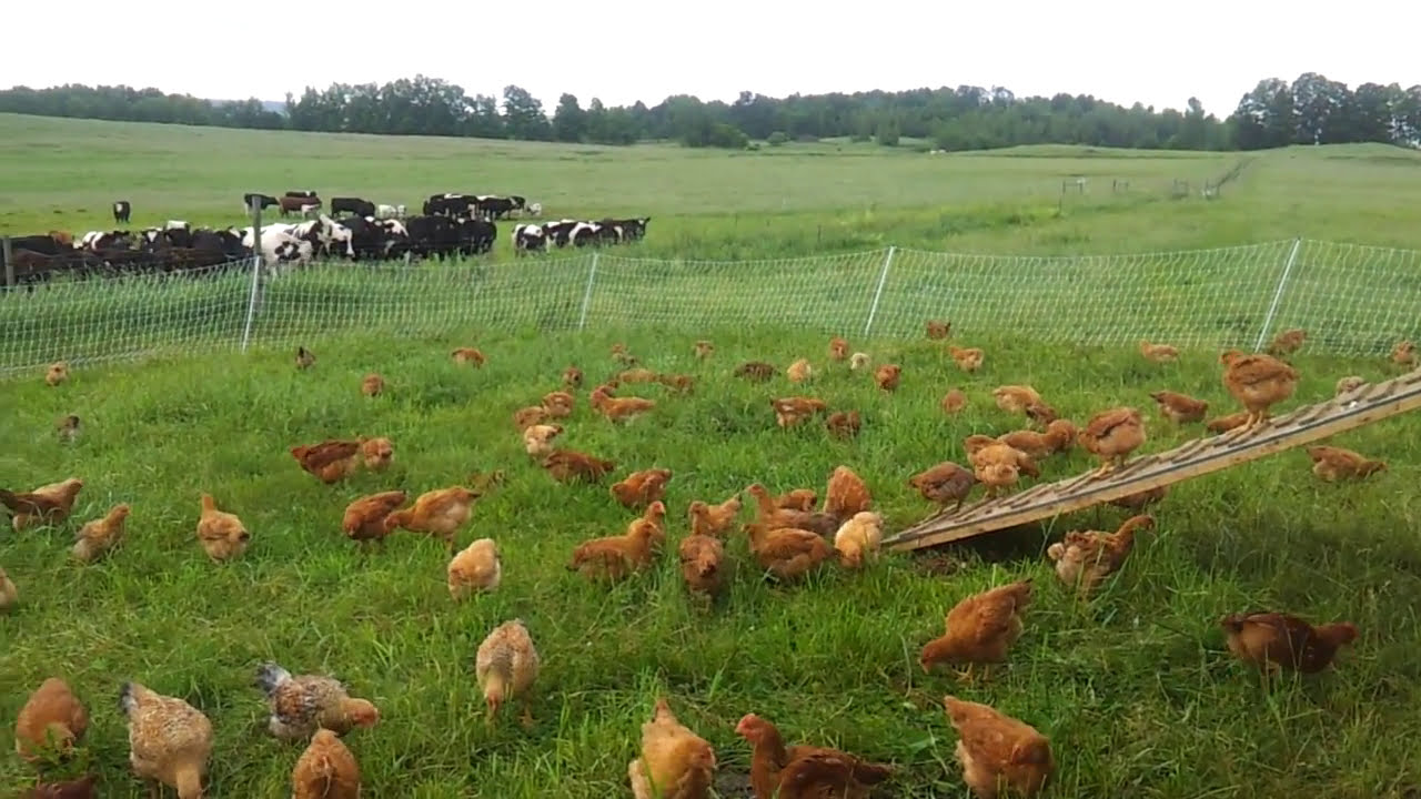 Vermont Pastured Poultry (organic) - Freedom Ranger Chickens - YouTube