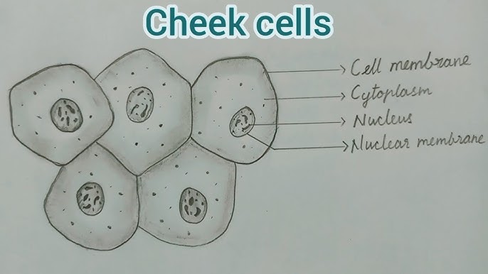 Human Cheek Cell Diagram Labeled