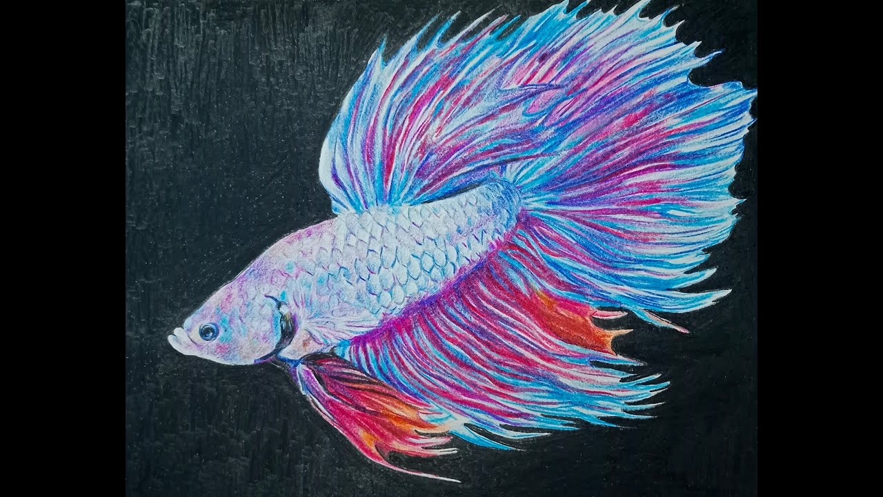 BETA FISH DRAWING -PART 01 - YouTube