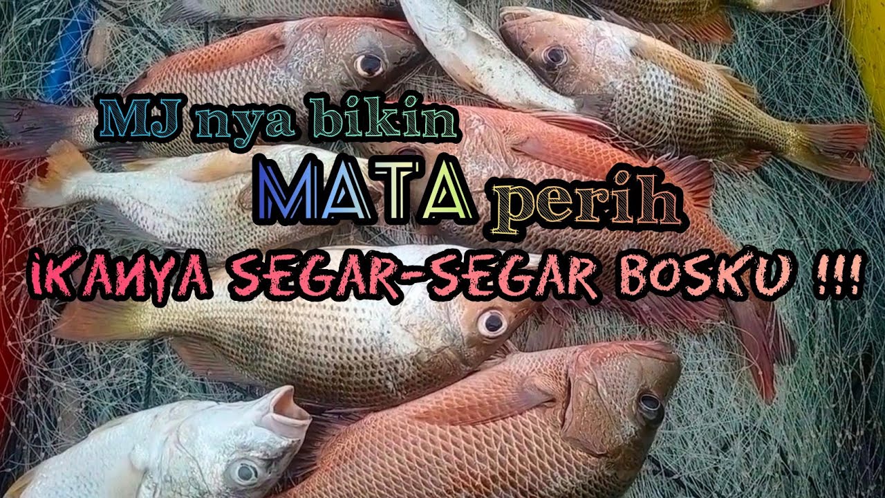 jaring 4 inc,ikan MJ nya bikin ngiler,masih segar"kawan🤤🤤🤤 #29 - YouTube