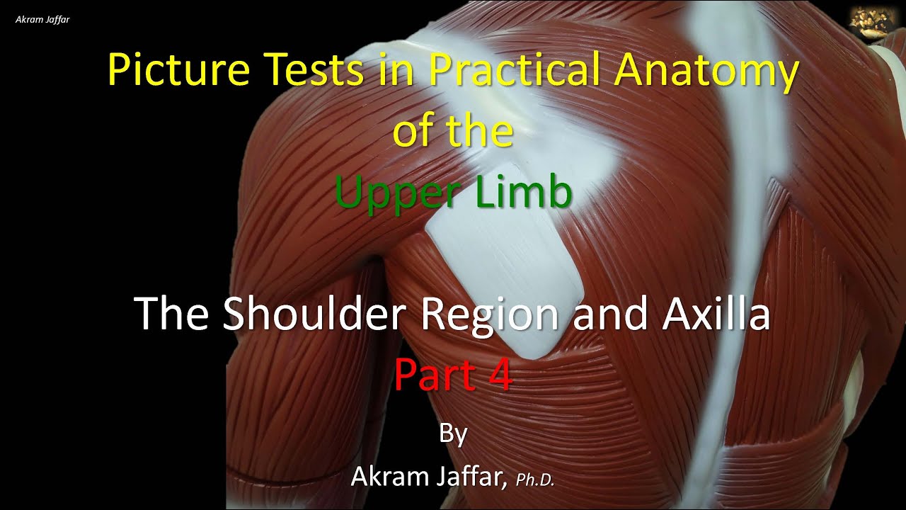Picture tests in upper limb anatomy shoulder region and axilla 4 - YouTube