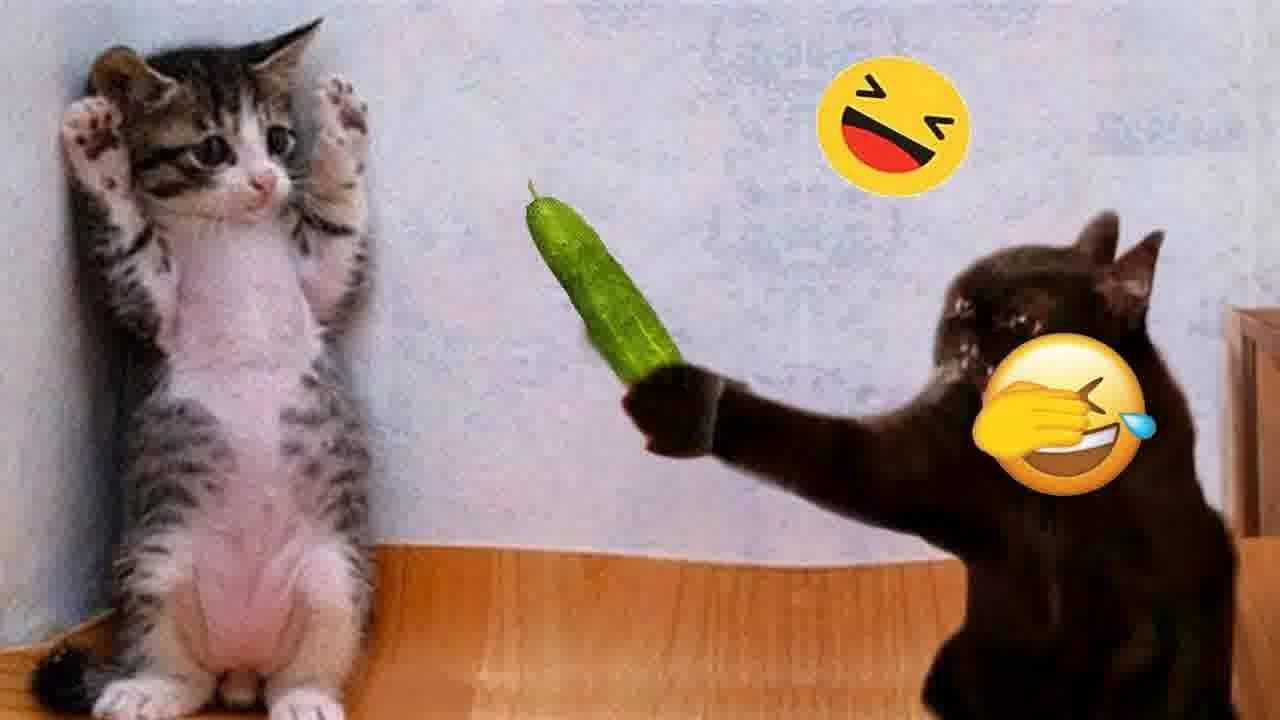 Funny Cat Video Compilation😂World's Funniest Cat Videos😂Funny Cat ...