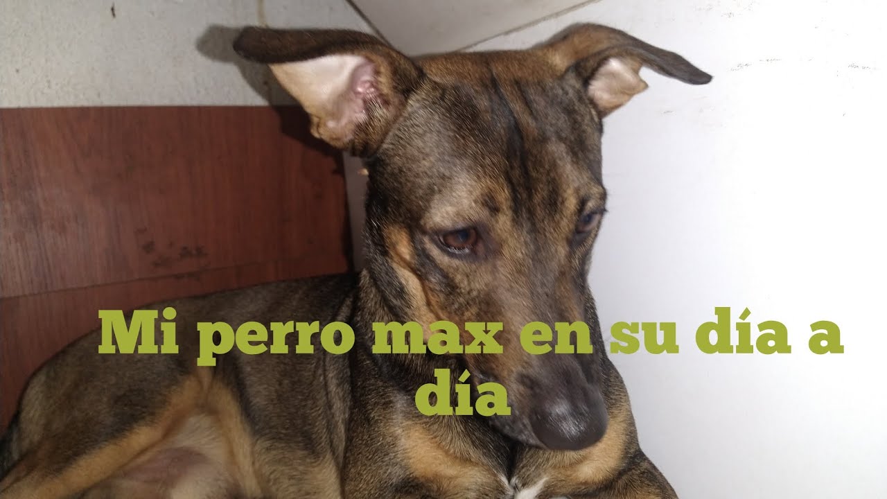 Mi perro max en su día a día 🐕 - YouTube