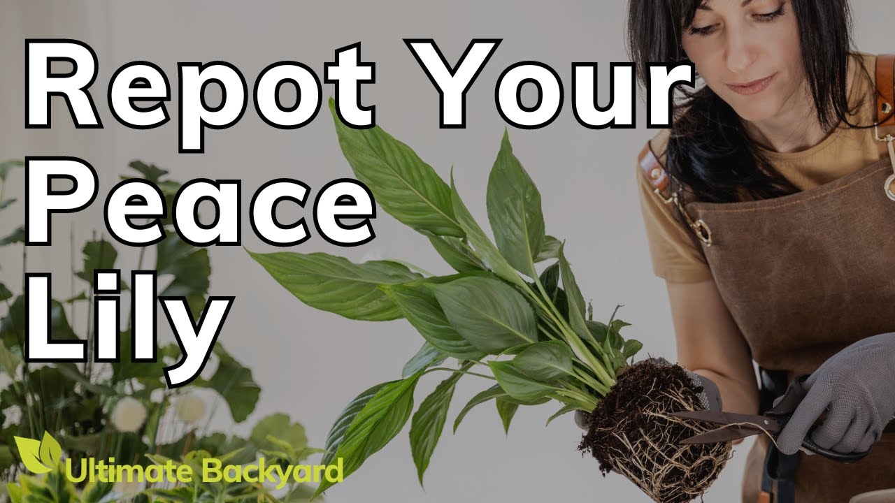 How and When to Repot a Peace Lily - YouTube