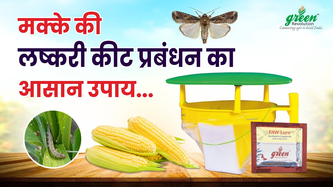 Fall Army Worm Management | Pheromone Trap For FAW | Maize Pest | Fall ...