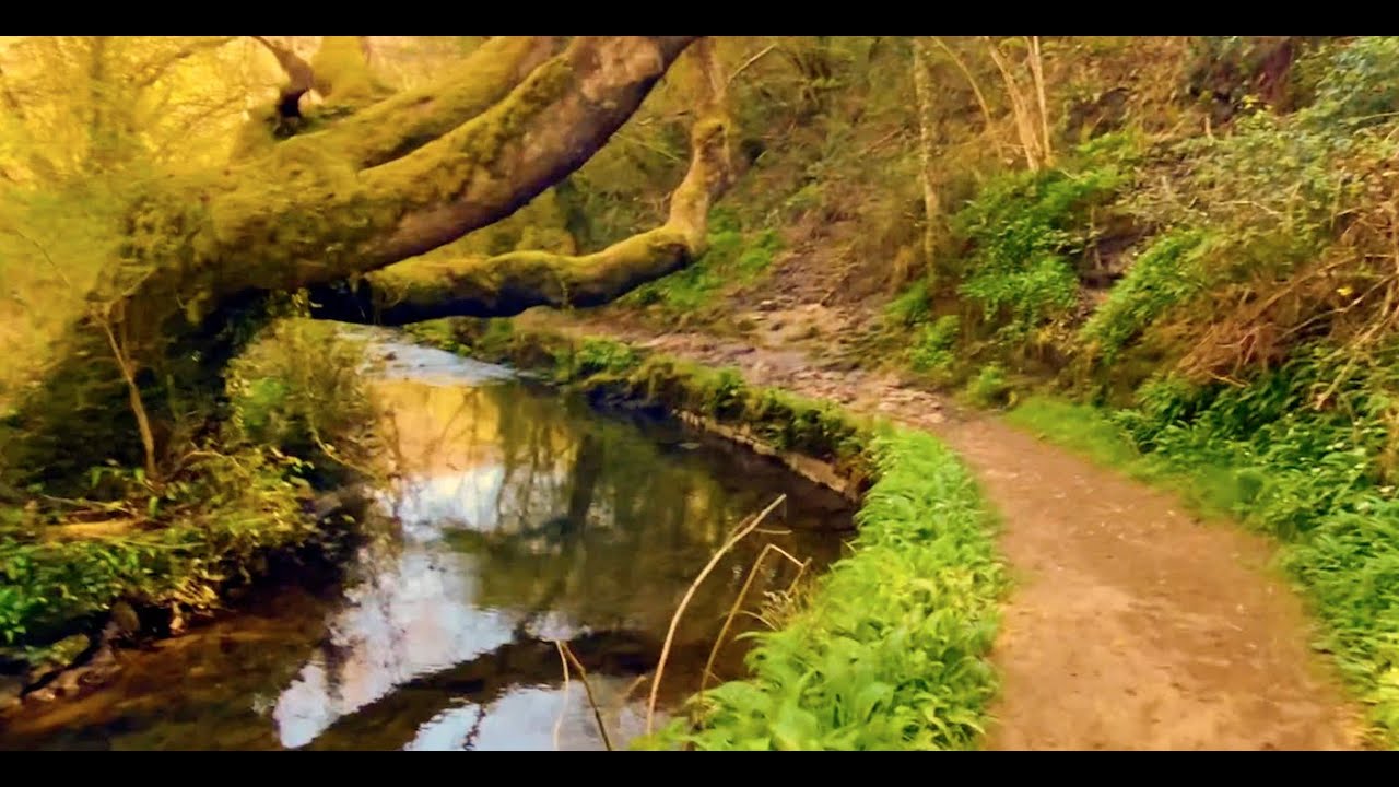 Spring Walk through The Woods - 4K UHD HDR with Bird and Nature sounds ...