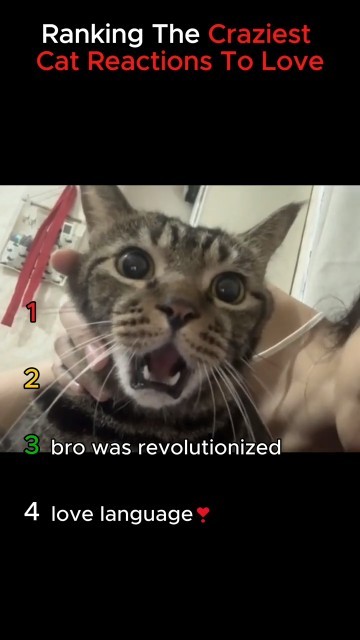 Ranking The Craziest Cat Reactions To Love - YouTube