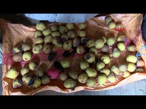 Doğal buzdolabı serenderler teknolojiye yeniliyor