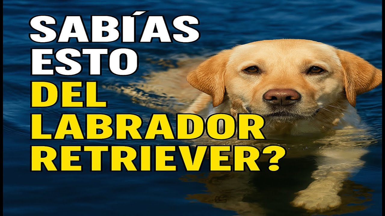 🐕 Labrador Retriever: Tu Compañero Ideal en Casa - Guía Completa 🏡 ️ ...