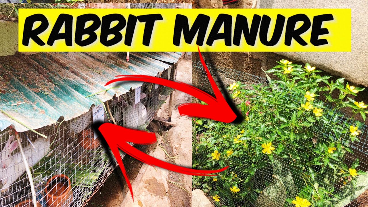 RABBITS FARMING| Utilizing rabbit manure and urine as organic ...