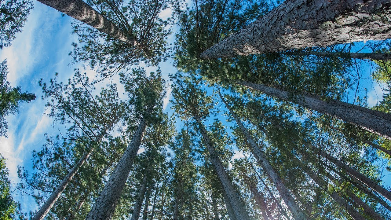 Your Public Lands - state forests - YouTube