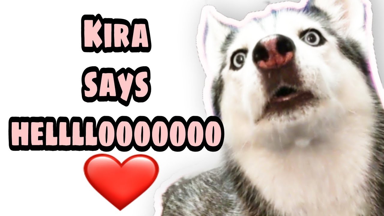 ADORABLE VIDEO OF MY TALKING DOG SAYING HELLO, SHE LOVES TO TELL ...