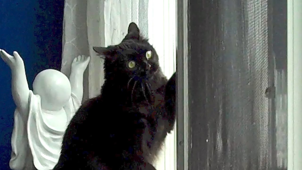 Cats Catching Snow through the Window - YouTube