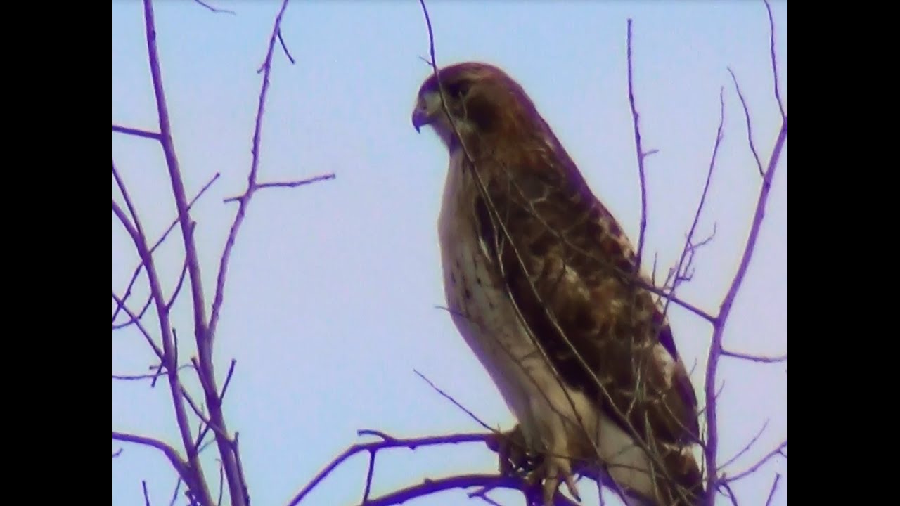 RED TAILED HAWK Takes Flight "Chickenhawk" - YouTube