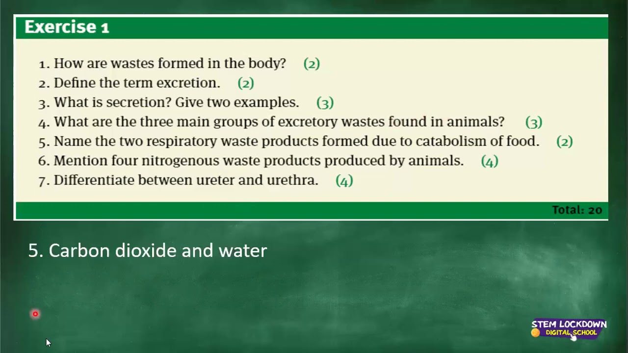 Grade 11 - Life Science | The Human Urinary system 2 - YouTube