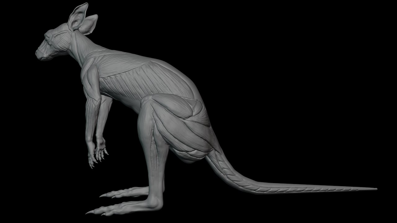 Kangaroo Anatomy In Blender #1 - YouTube