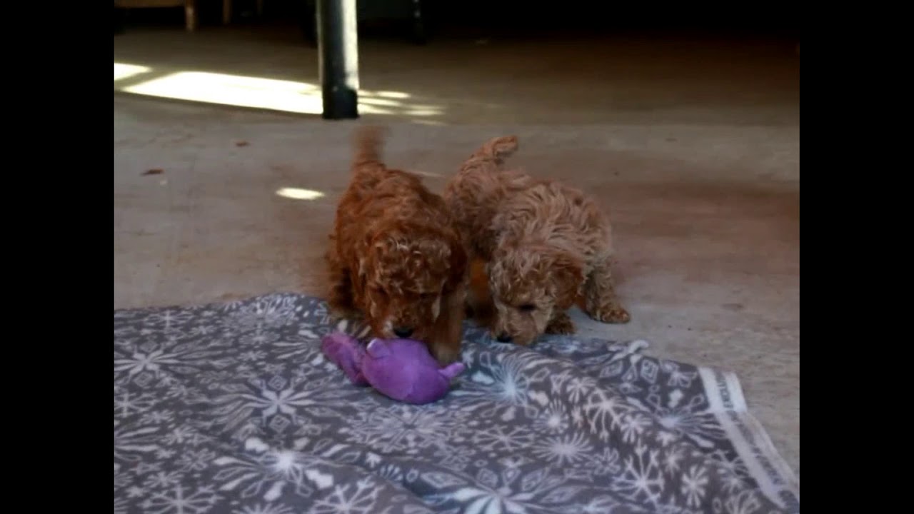 Toy Poodle Puppies For Sale John Beiler - YouTube